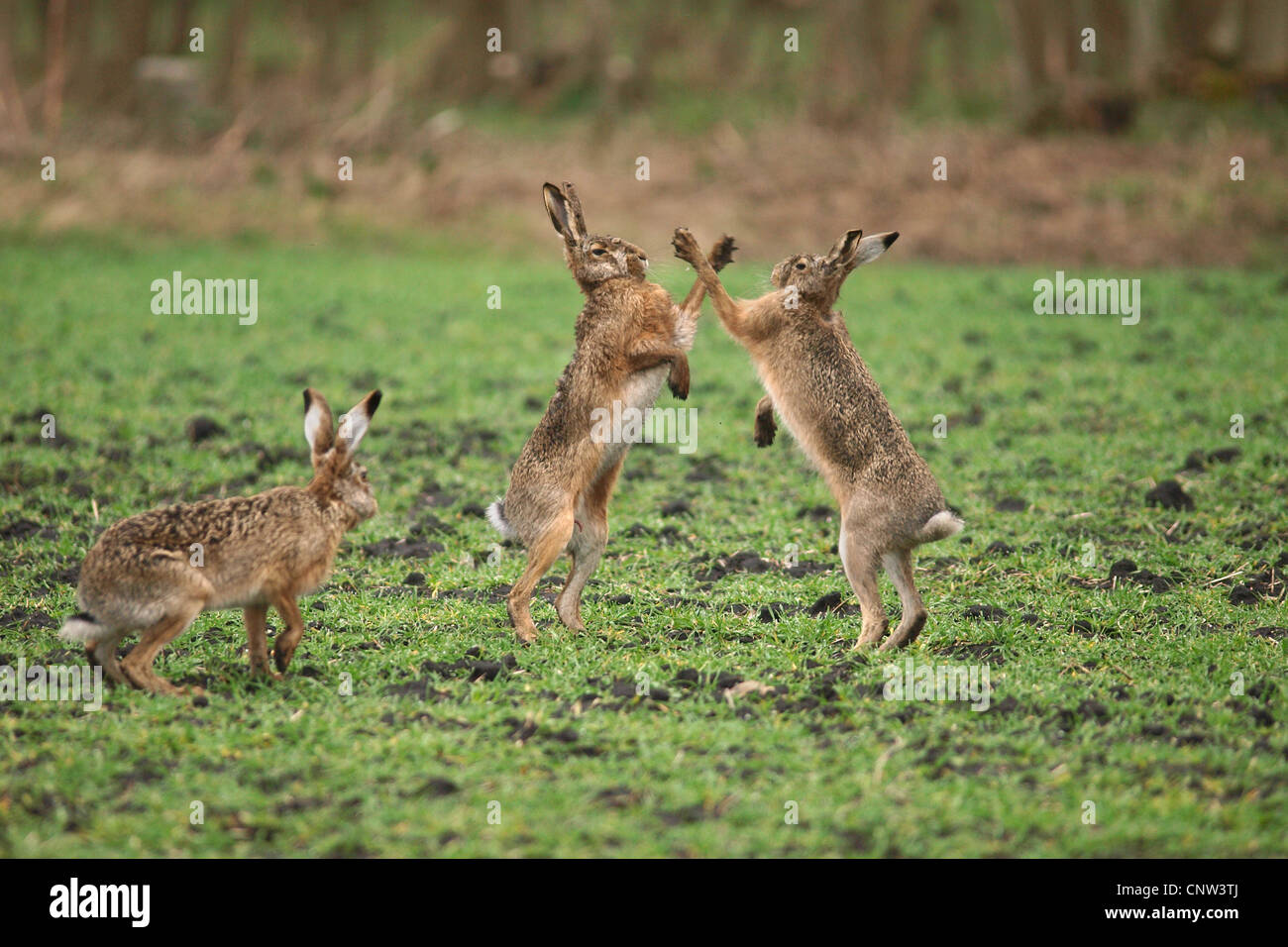 Mating between hi-res stock photography and images - Alamy