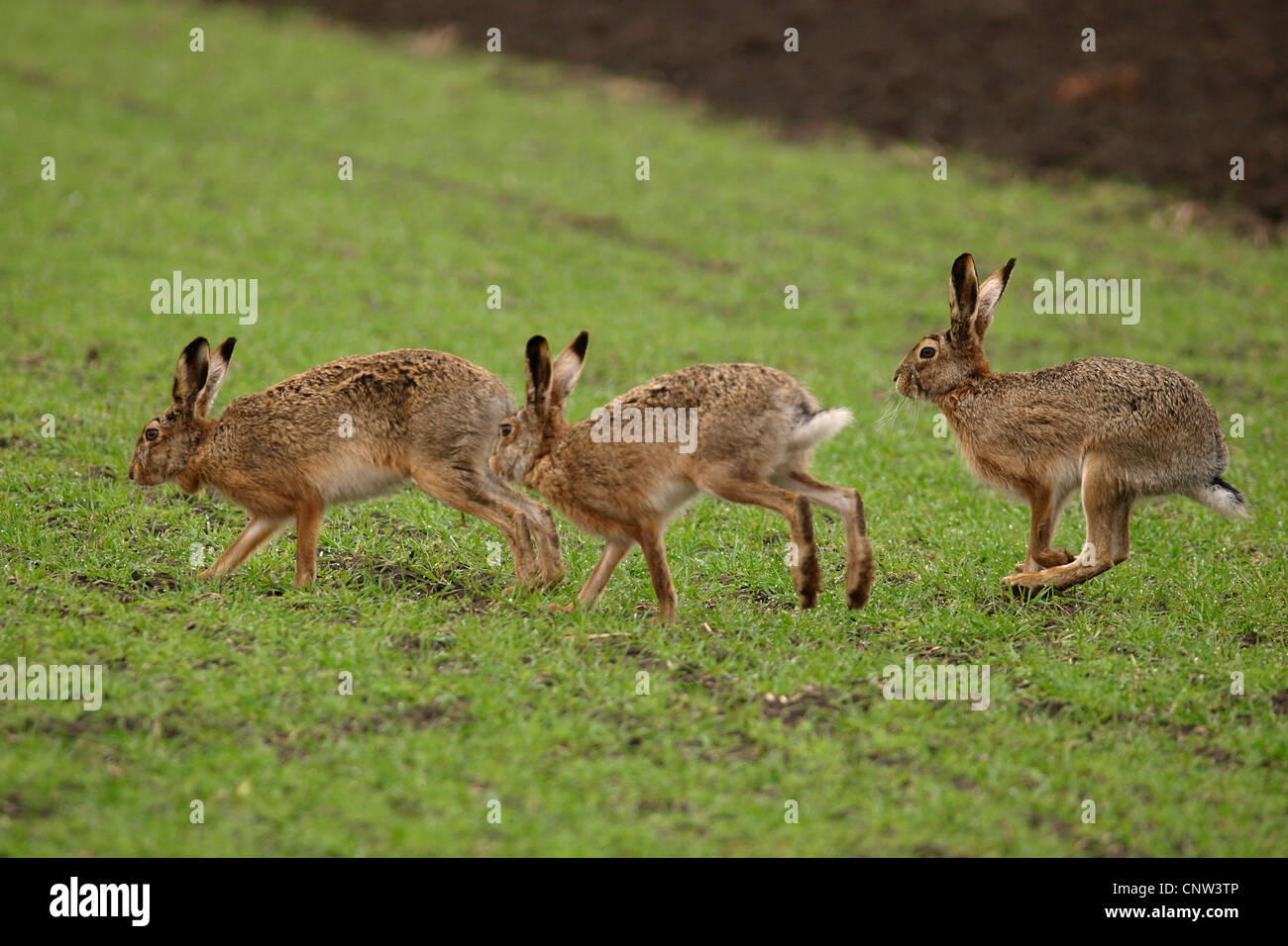 European hare (Lepus europaeus), mating behaviour, Austria, Neusiedler ...