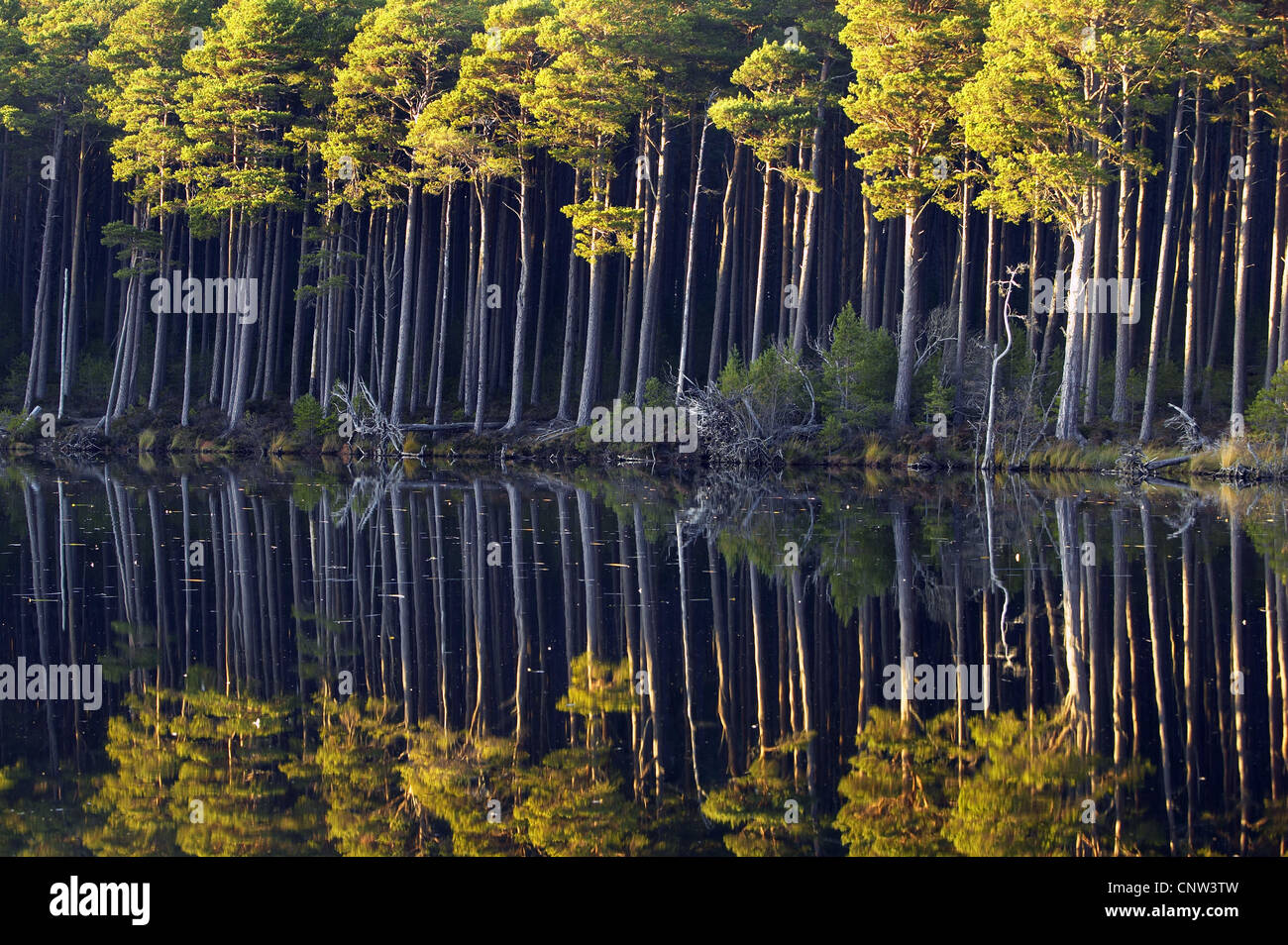 Scotch pine, scots pine (Pinus sylvestris), Scots pines reflected in ...