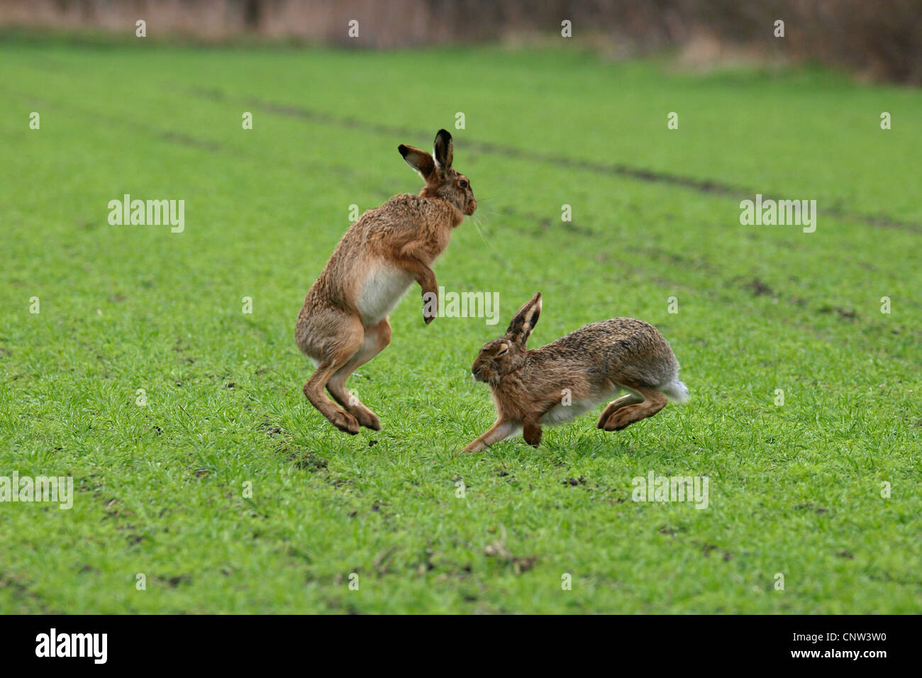 European hare (Lepus europaeus), mating behaviour, Austria, Neusiedler ...