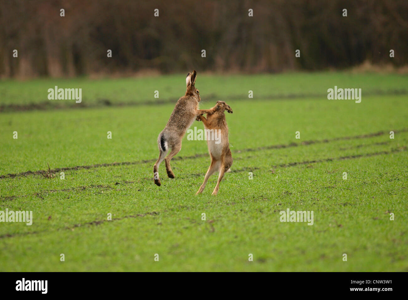 Two european hares fighting lepus hi-res stock photography and images ...