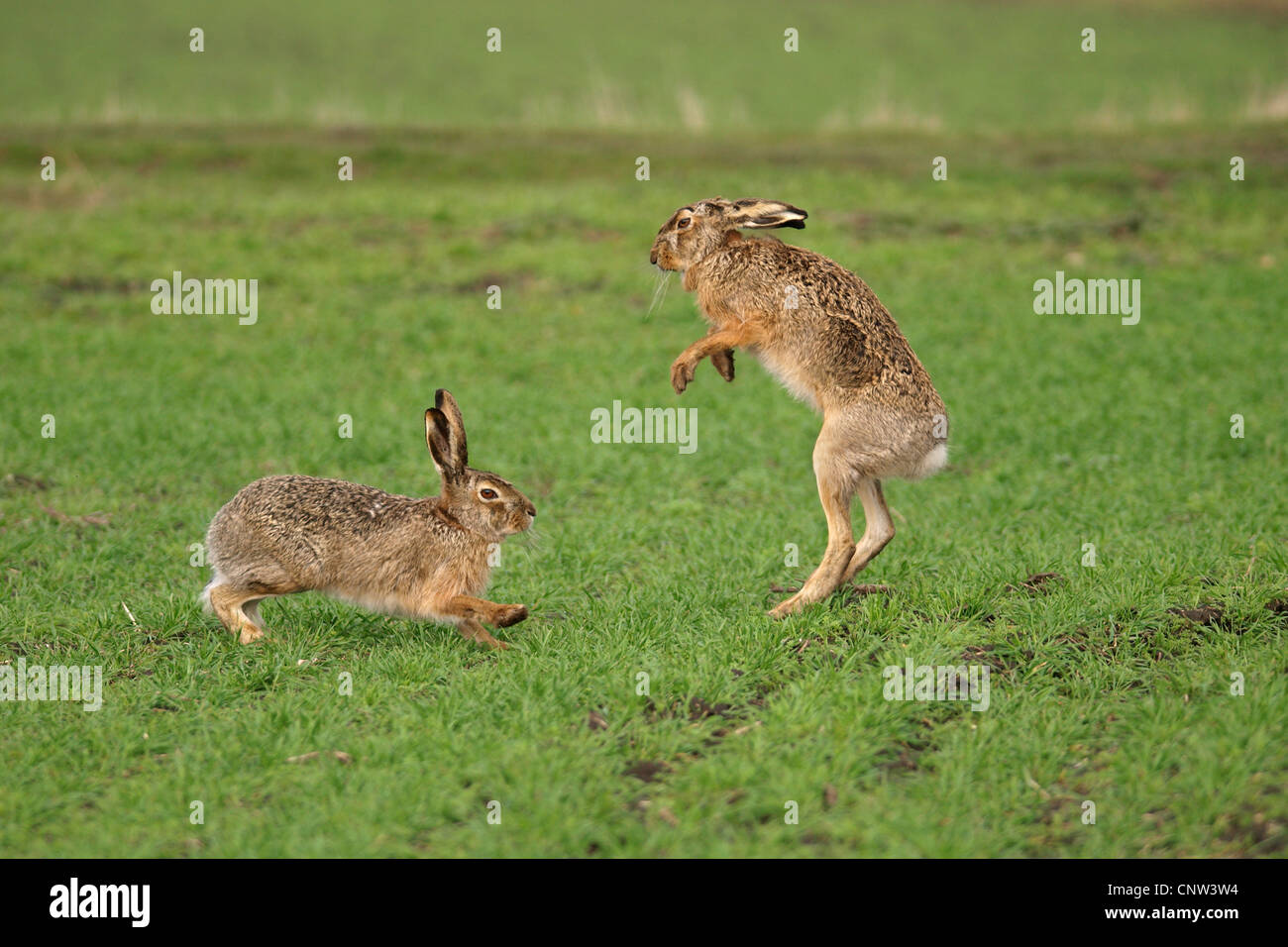Mating behaviour hi-res stock photography and images - Alamy