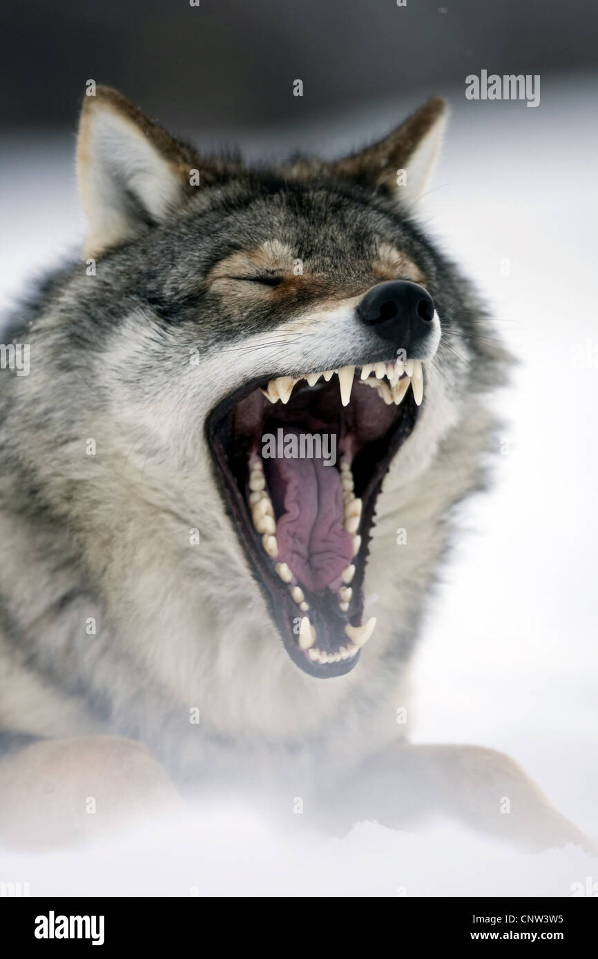 European gray wolf (Canis lupus lupus), sitting on a snow field ...