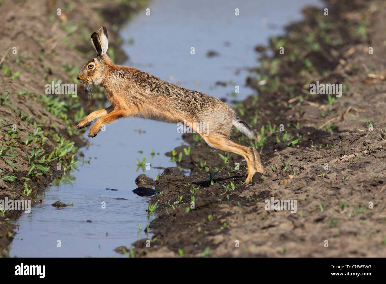 European hare (Lepus europaeus), jumping over a ditch, Austria ...