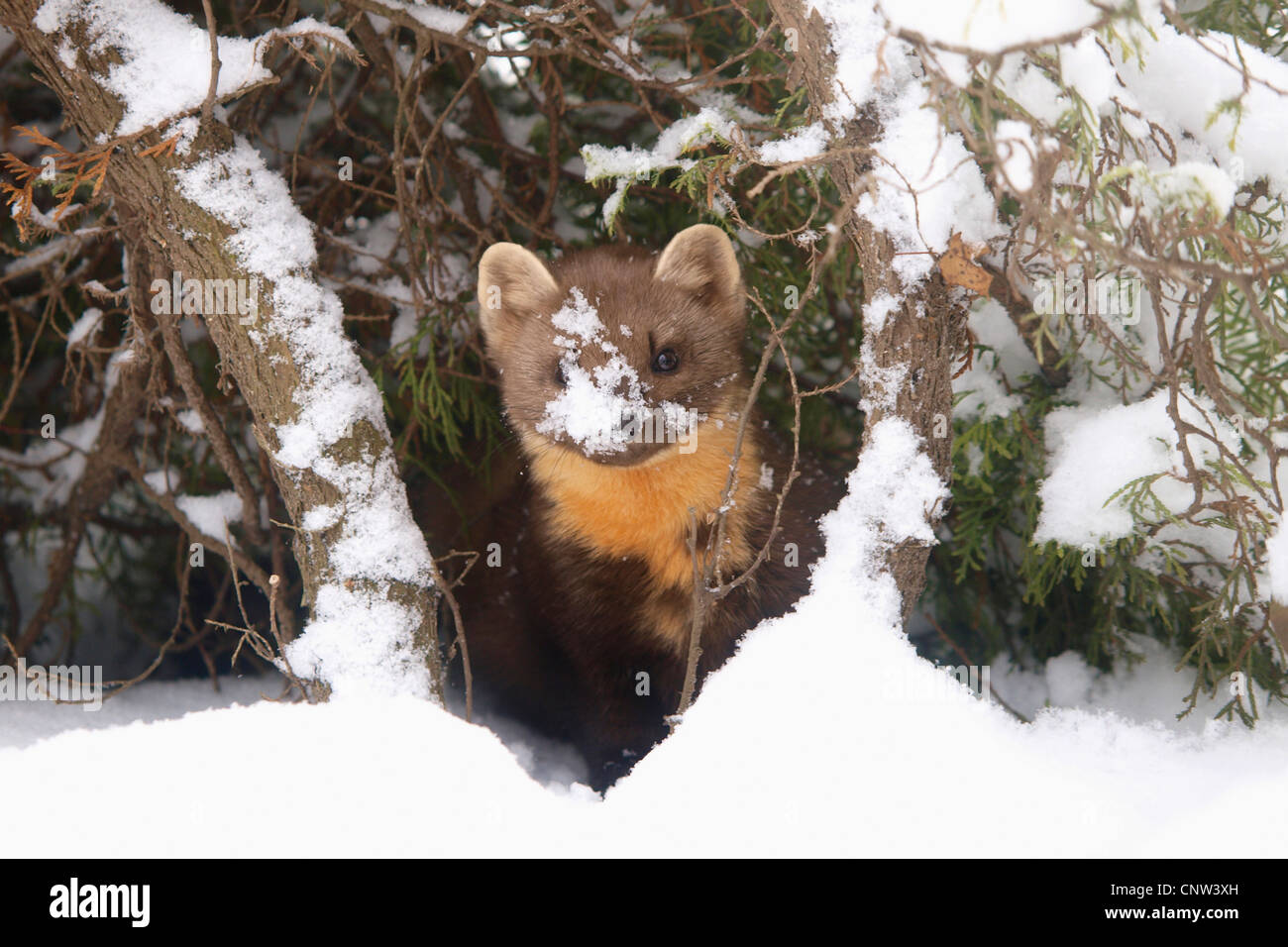 Marten s hi-res stock photography and images - Alamy
