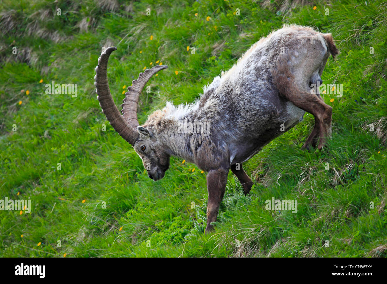 Alpine Ibex Climbing