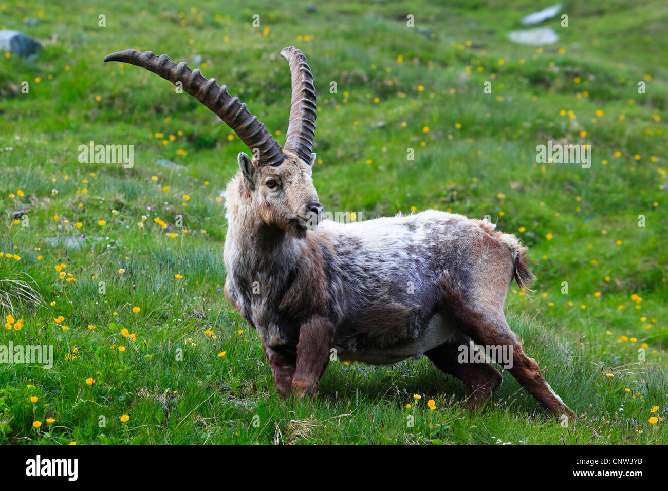 Buck pasture mountain hi-res stock photography and images - Alamy
