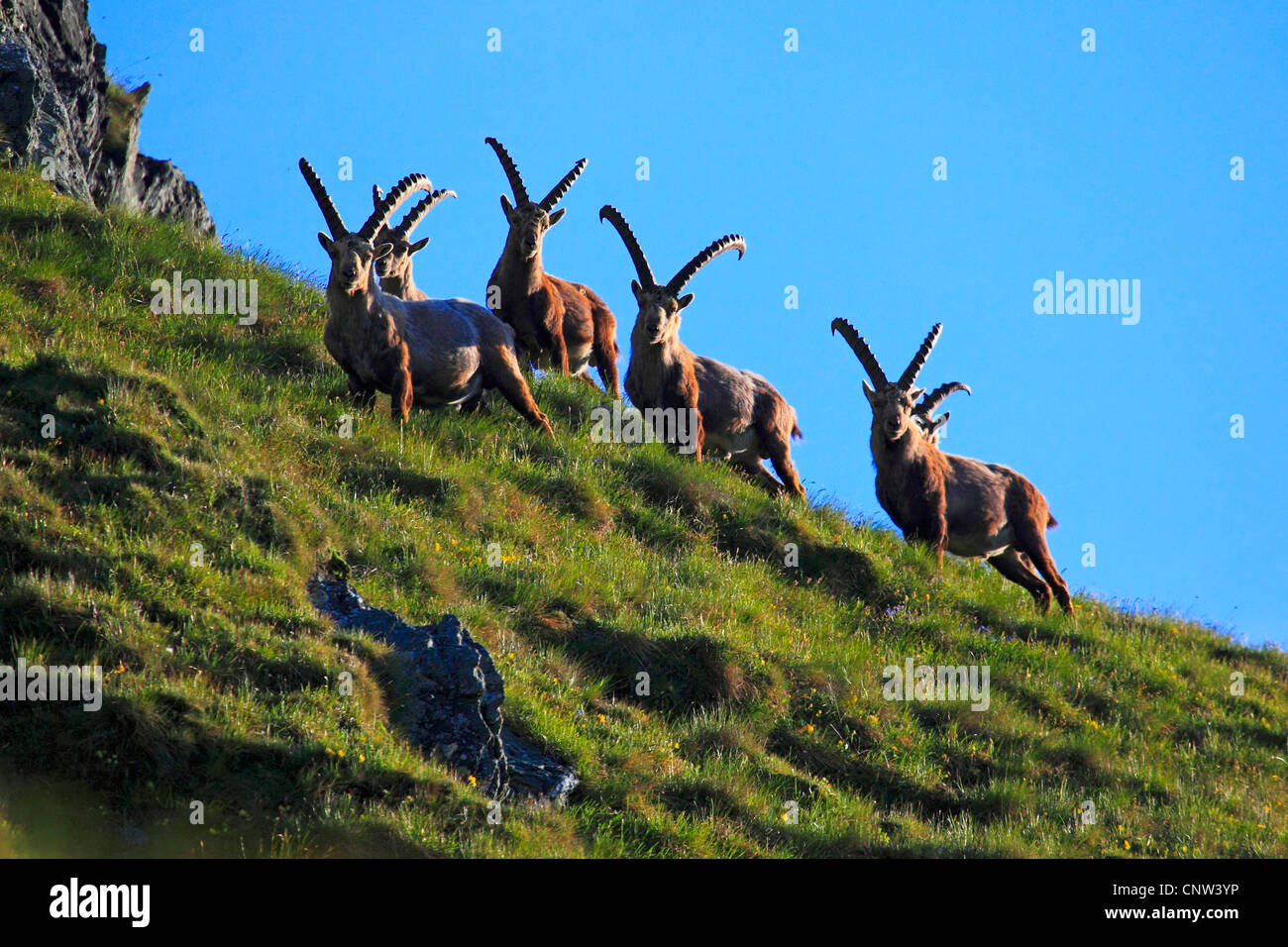 alpine ibex (Capra ibex), six bucks standing at a steep mountain meadow ...