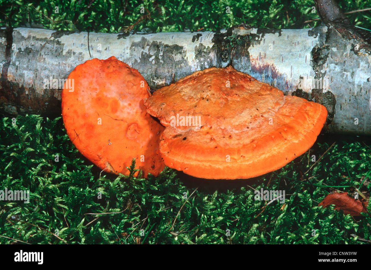 Pycnoporus Cinnabarinus Stock Photos & Pycnoporus Cinnabarinus Stock ...