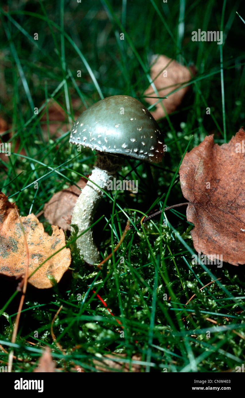 verdigris agaric (Stropharia aeruginosa), amongst autumn leaves ...