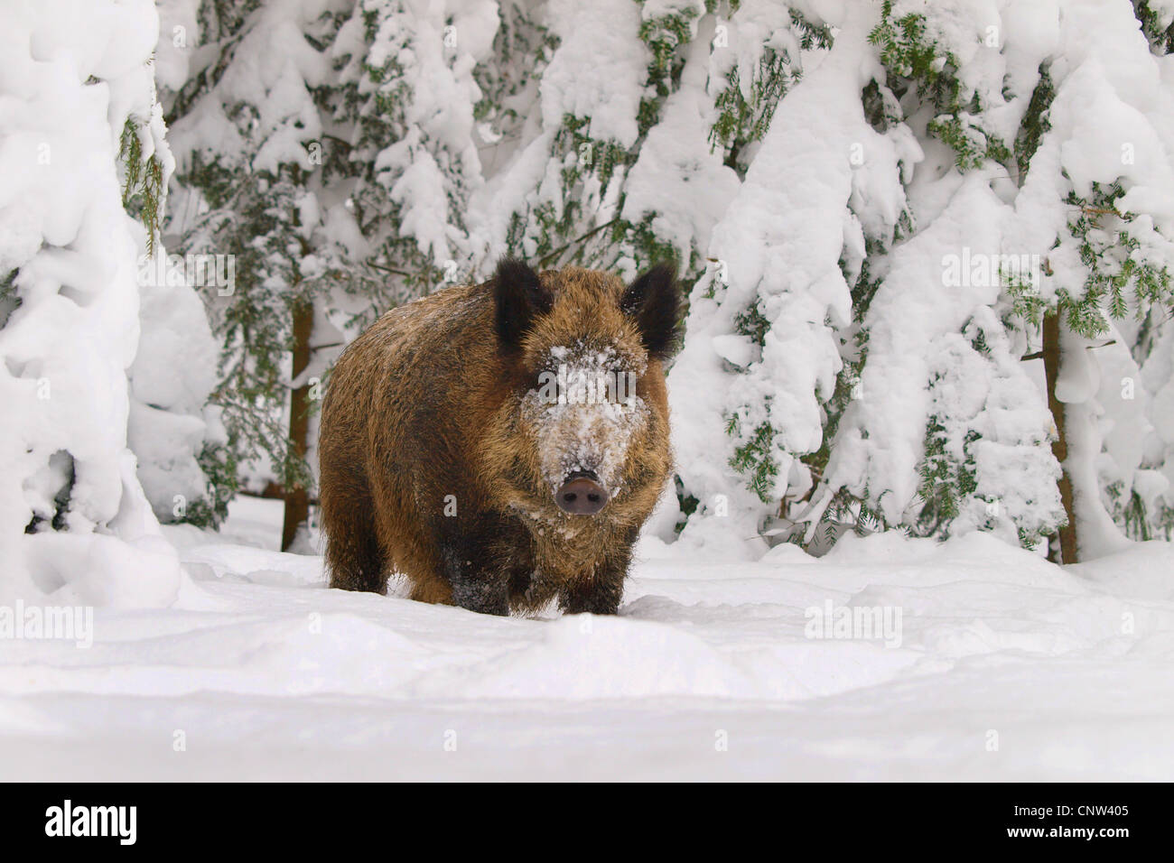 wild boar, pig, wild boar (Sus scrofa), in snow, Germany, Baden ...
