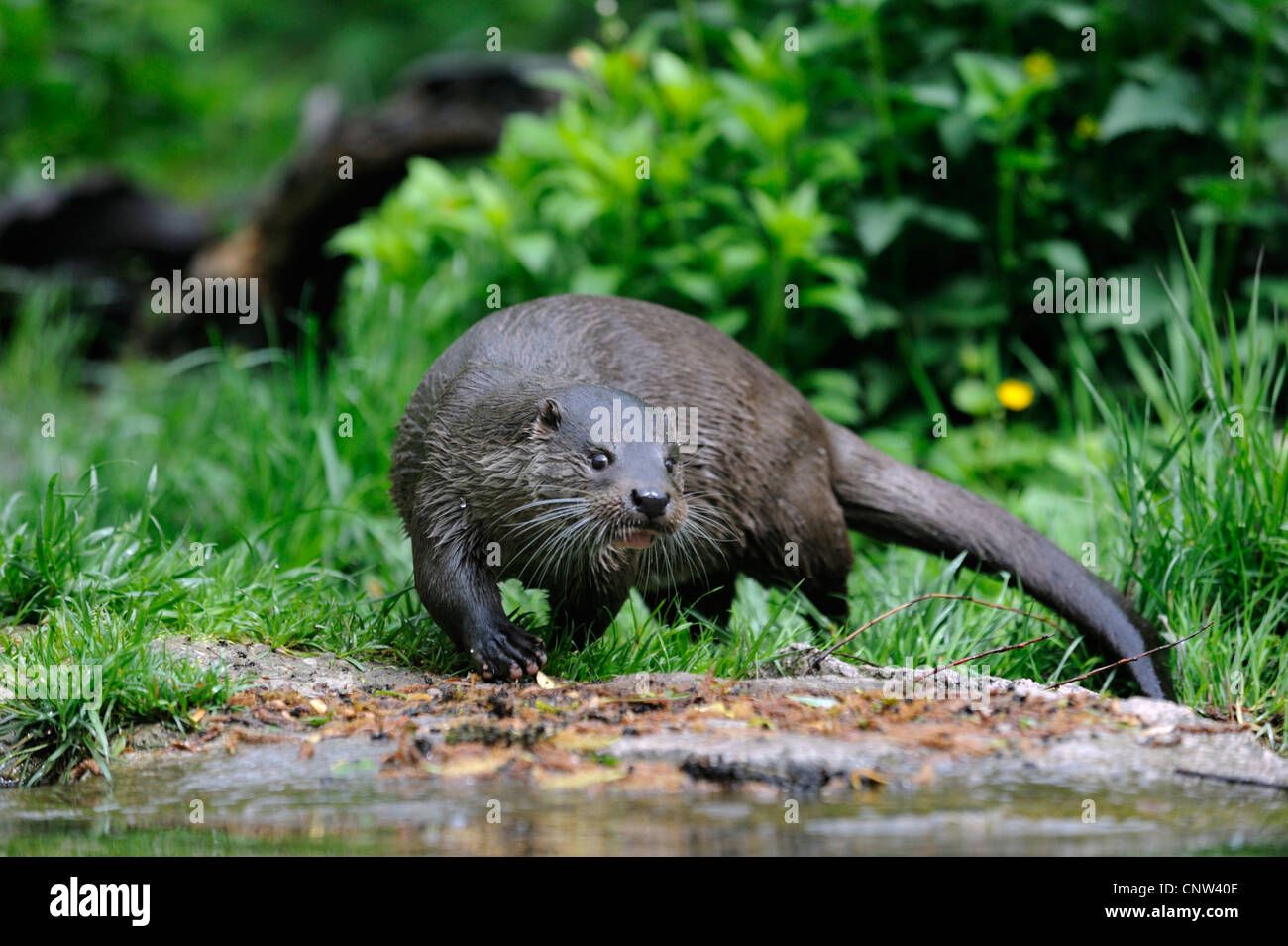 European river otter, European Otter, Eurasian Otter (Lutra lutra), in ...