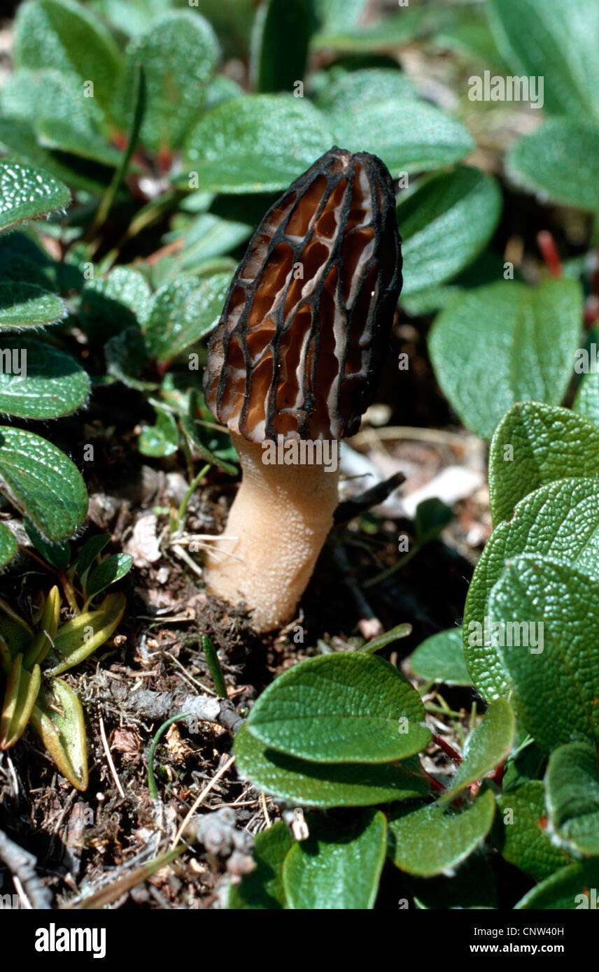 Morel morchella conica hi-res stock photography and images - Alamy