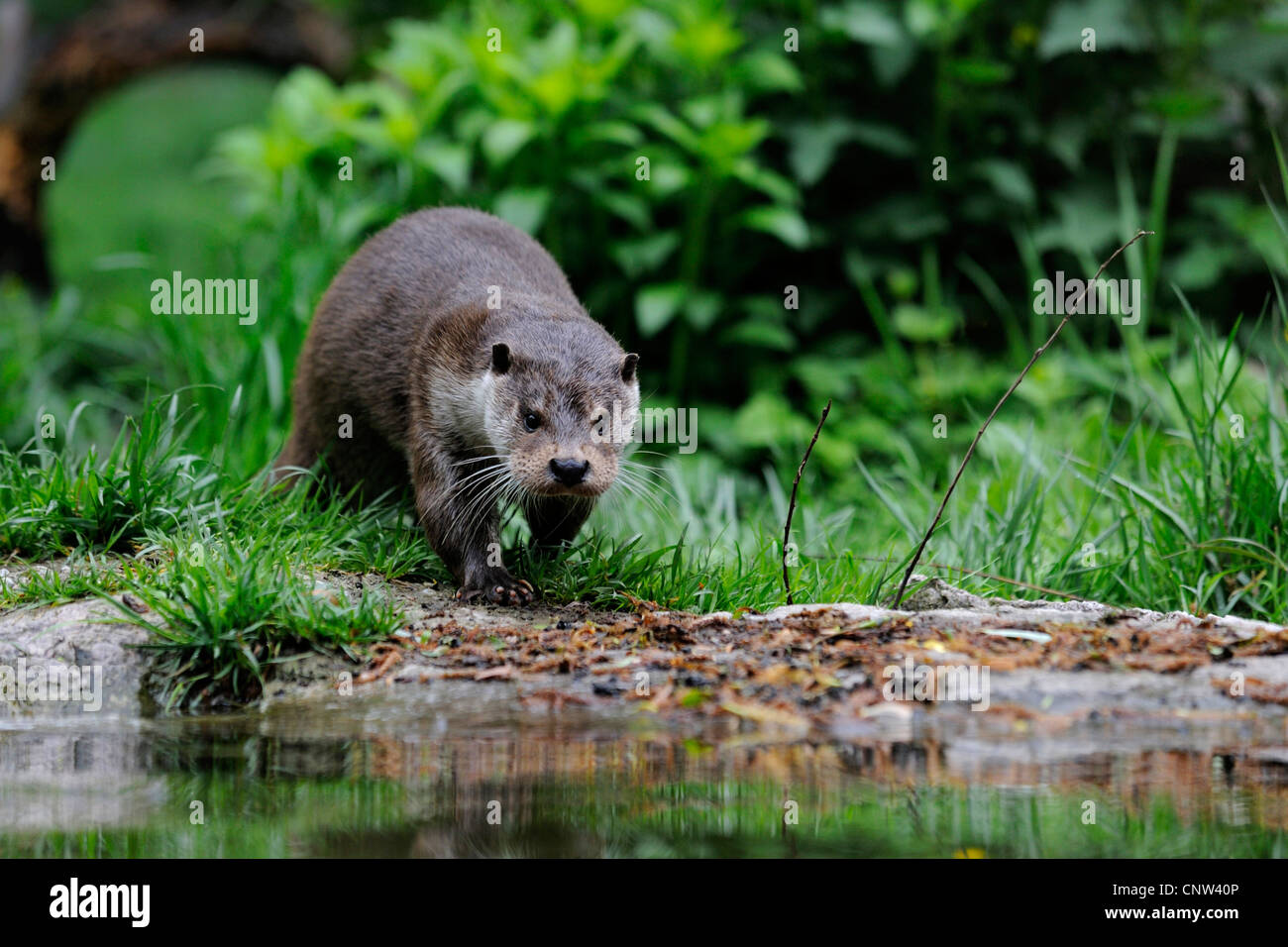 European river otter, European Otter, Eurasian Otter (Lutra lutra), at ...