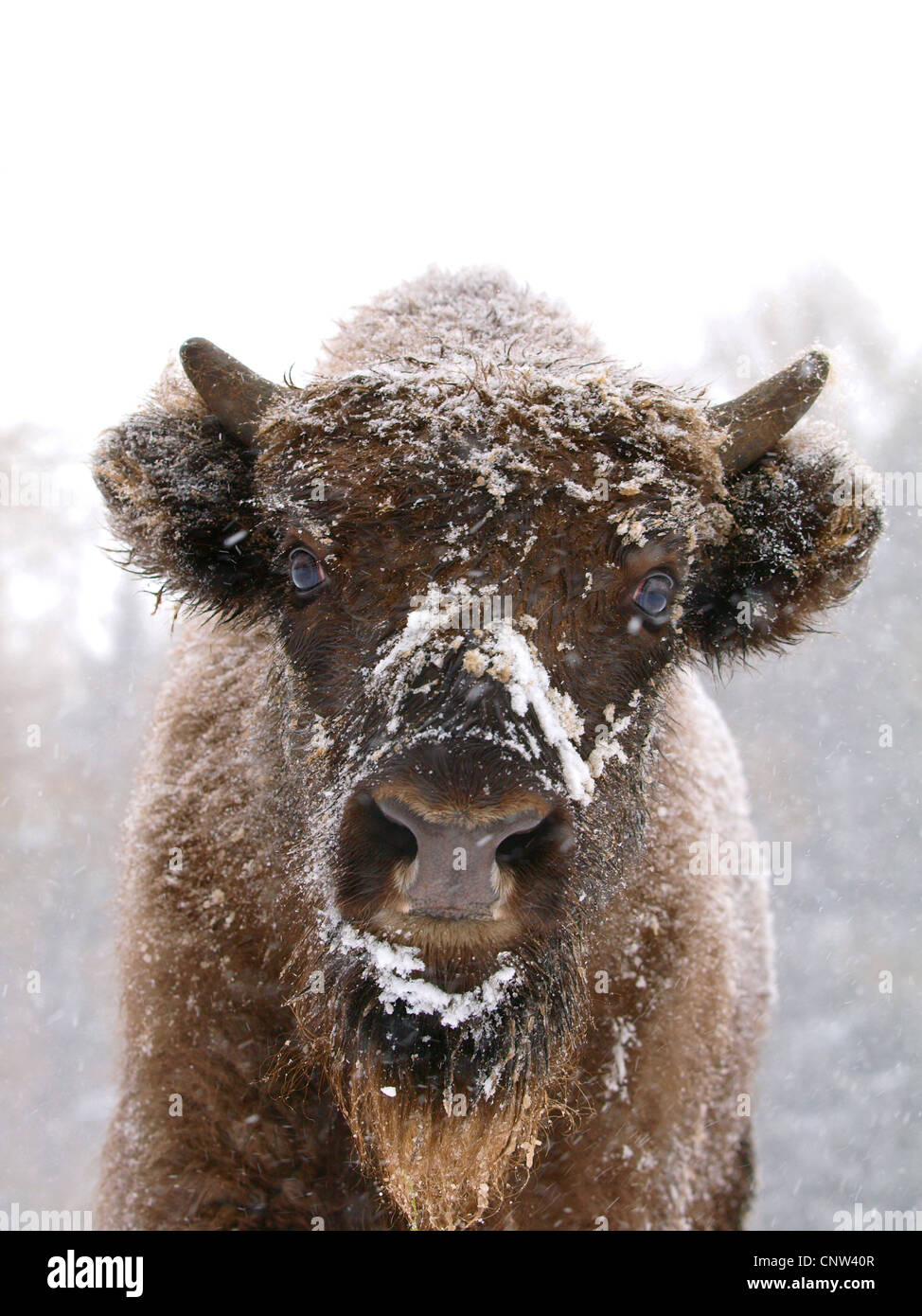 European bison, wisent (Bison bonasus), in snow, Germany, Saxony Stock ...