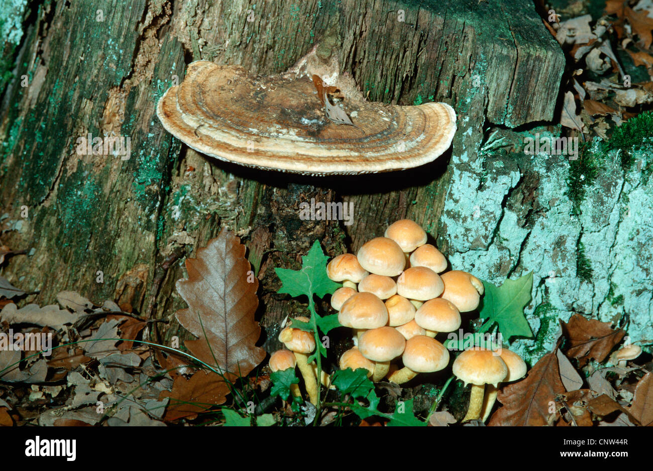 oak mazegill (Daedalea quercina), with Hypholoma fasciculare, Germany ...