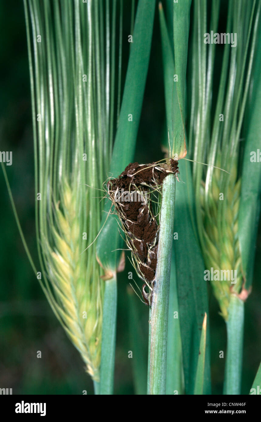 ergot, blood root (Claviceps purpurea), at barley, Germany Stock Photo ...