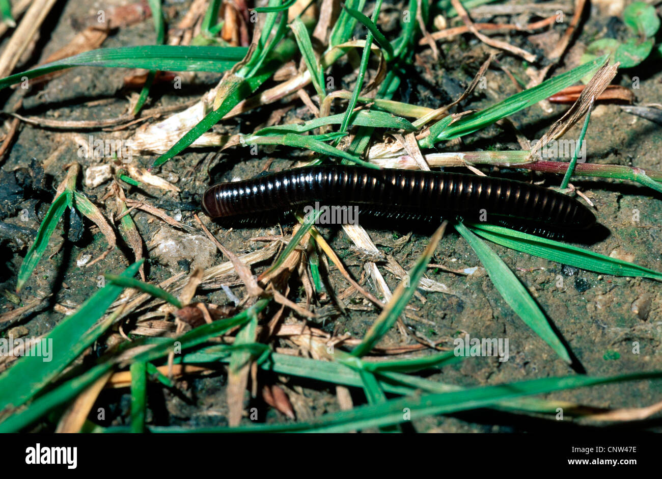 White-legged snake millipede (Tachypodoiulus niger), crawling, Germany ...
