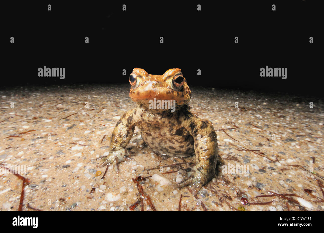 Common toad migration hi-res stock photography and images - Alamy
