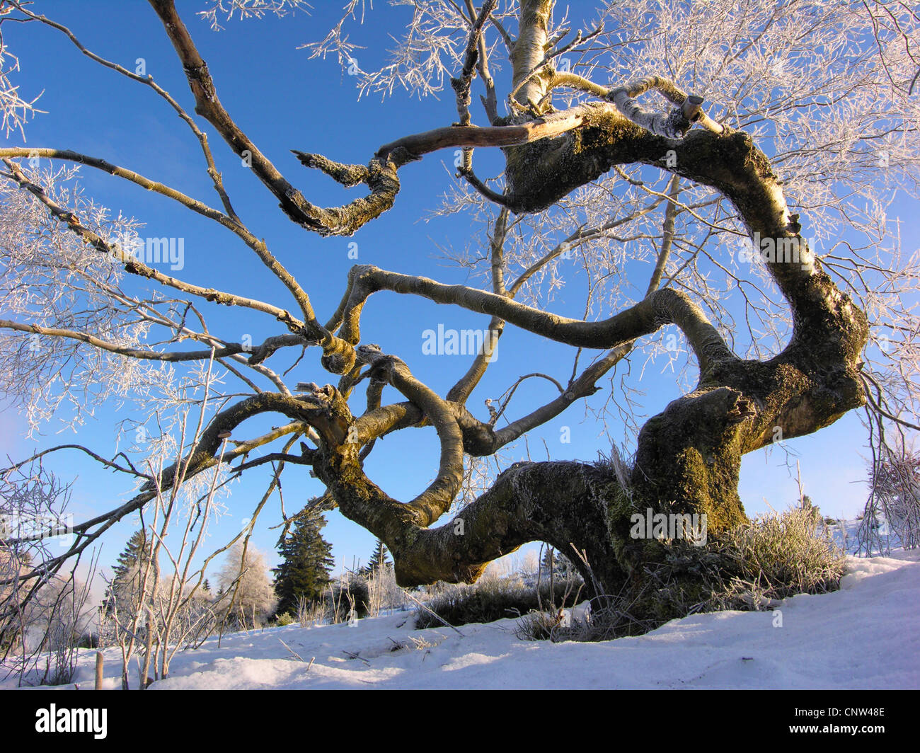 European beech fagus sylvatica trees in frost hi-res stock photography ...