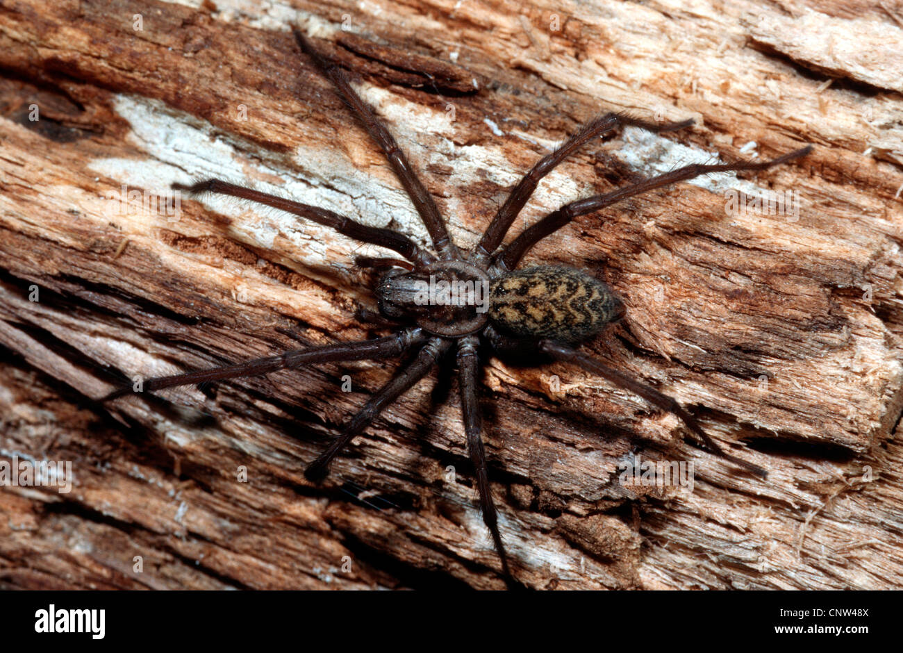giant European house spider, giant house spider, larger house spider ...