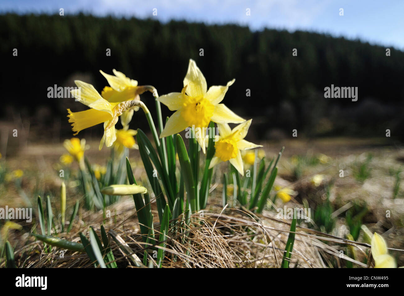 common daffodil (Narcissus pseudonarcissus), wild plants blooming in a ...