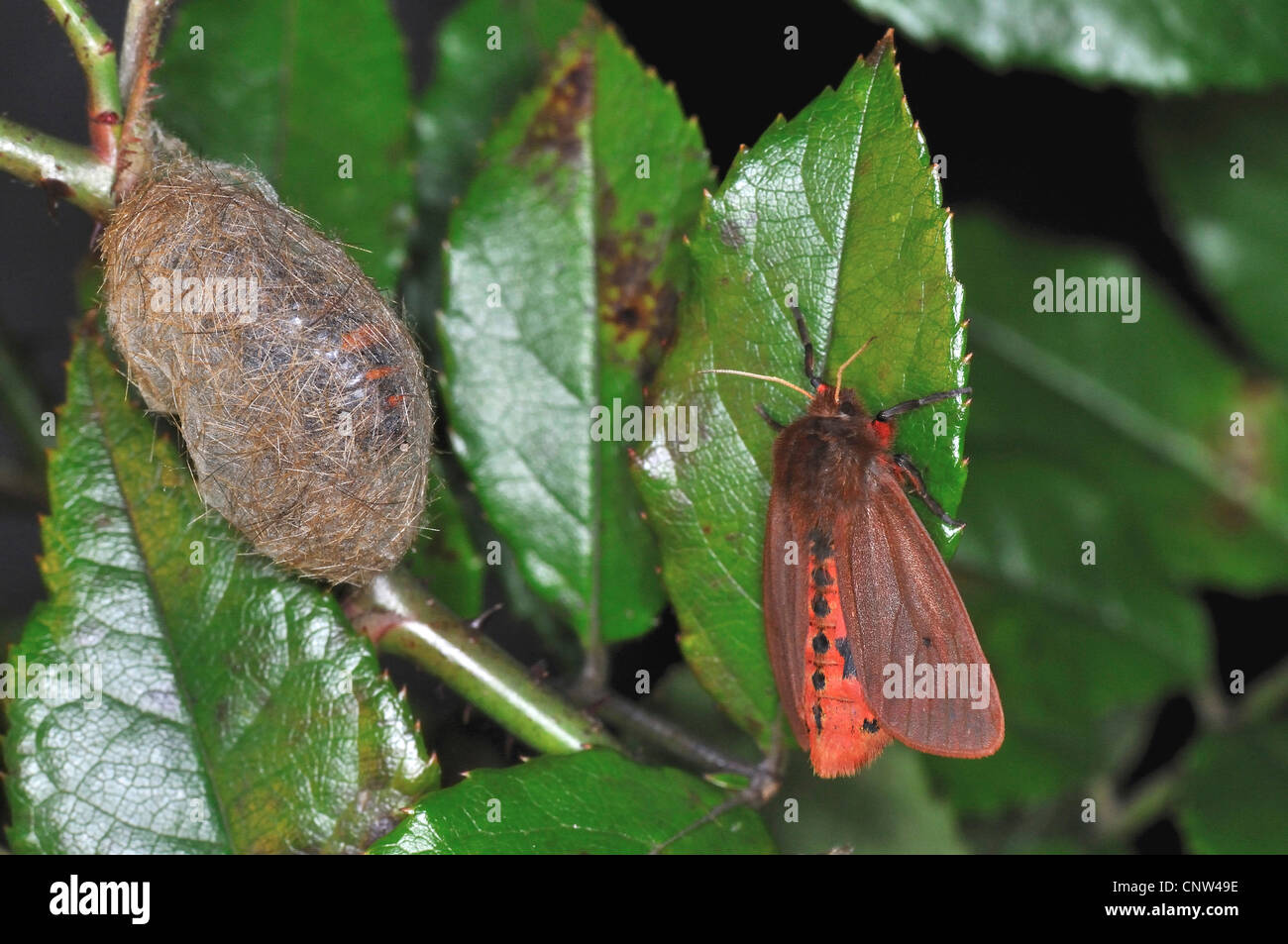 Ruby tiger moth cocoon hi-res stock photography and images - Alamy