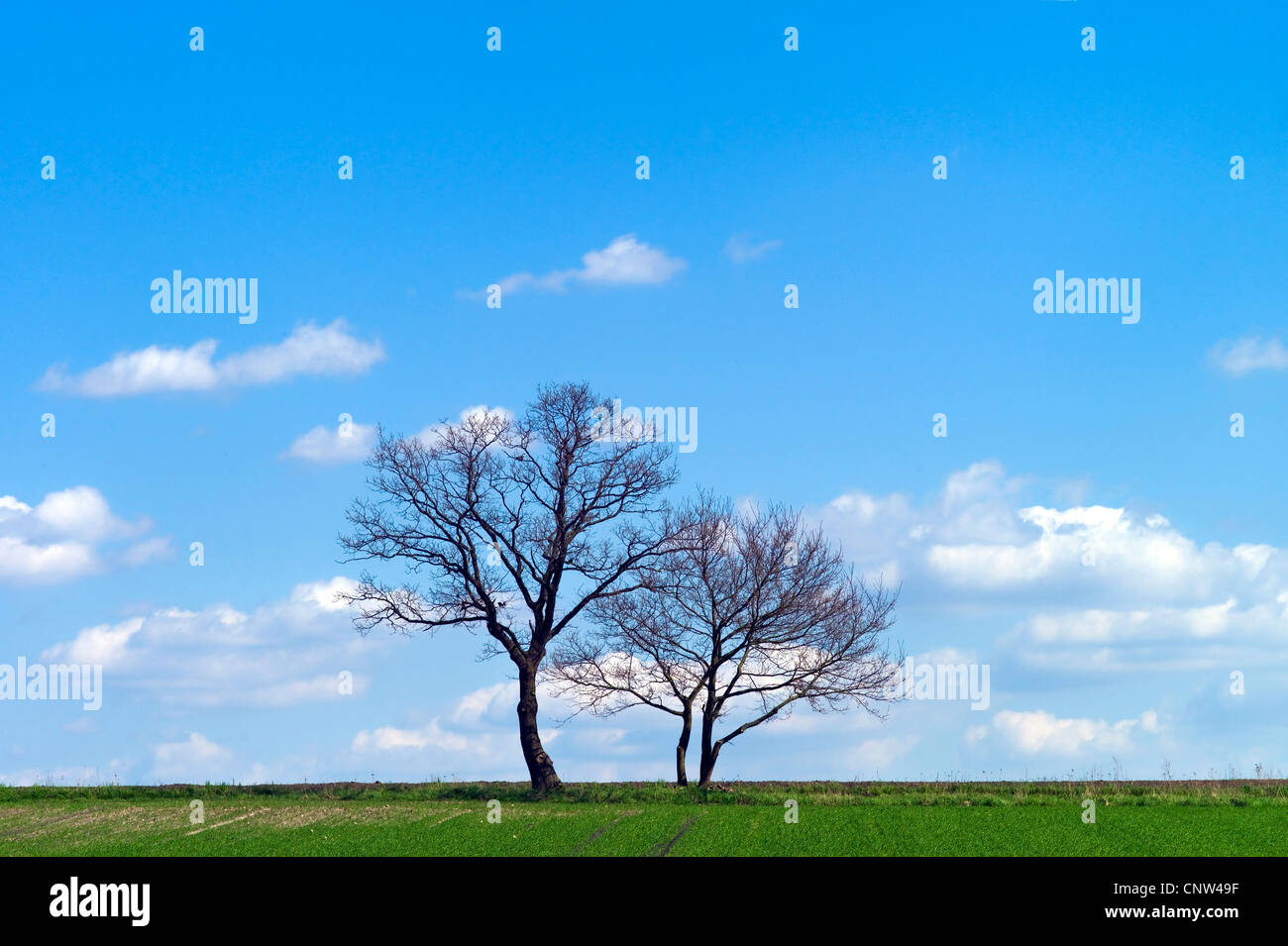 field landscape with single trees, Germany, Landkreis Osterholz ...