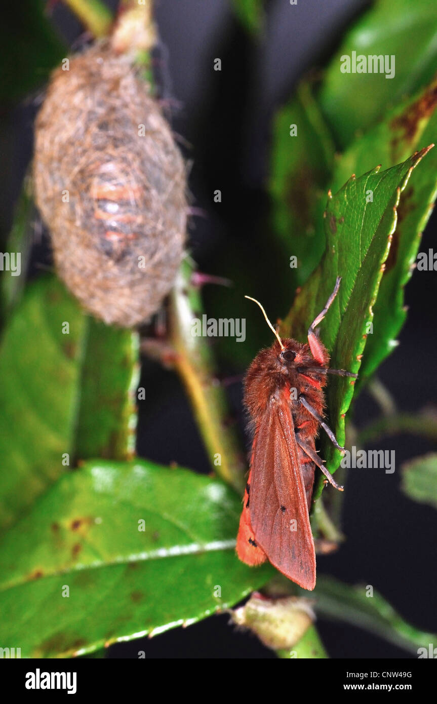 Ruby tiger moth cocoon hi-res stock photography and images - Alamy