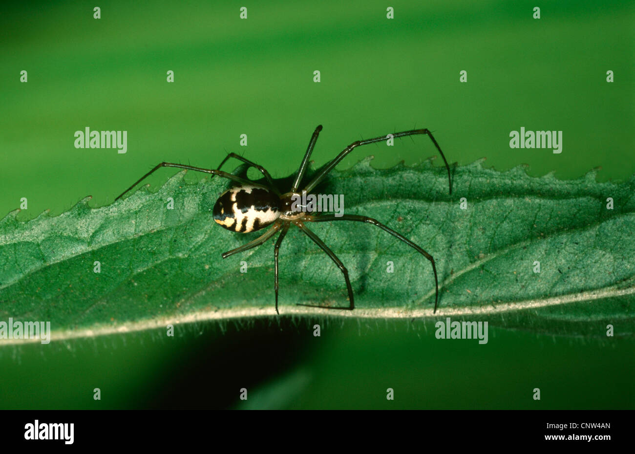 Sheet web weavers hi-res stock photography and images - Alamy
