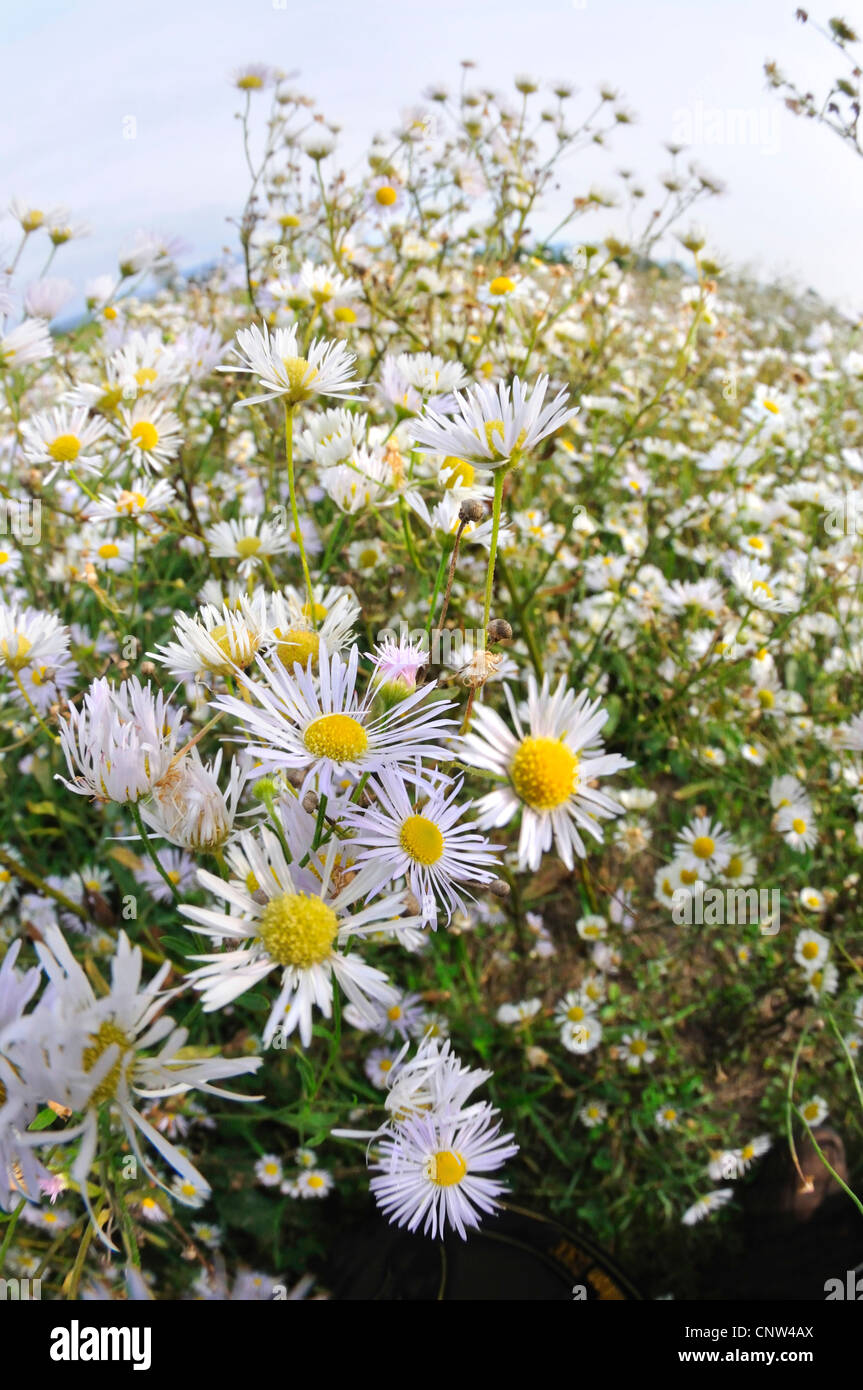 Matricaria inodora hi-res stock photography and images - Alamy