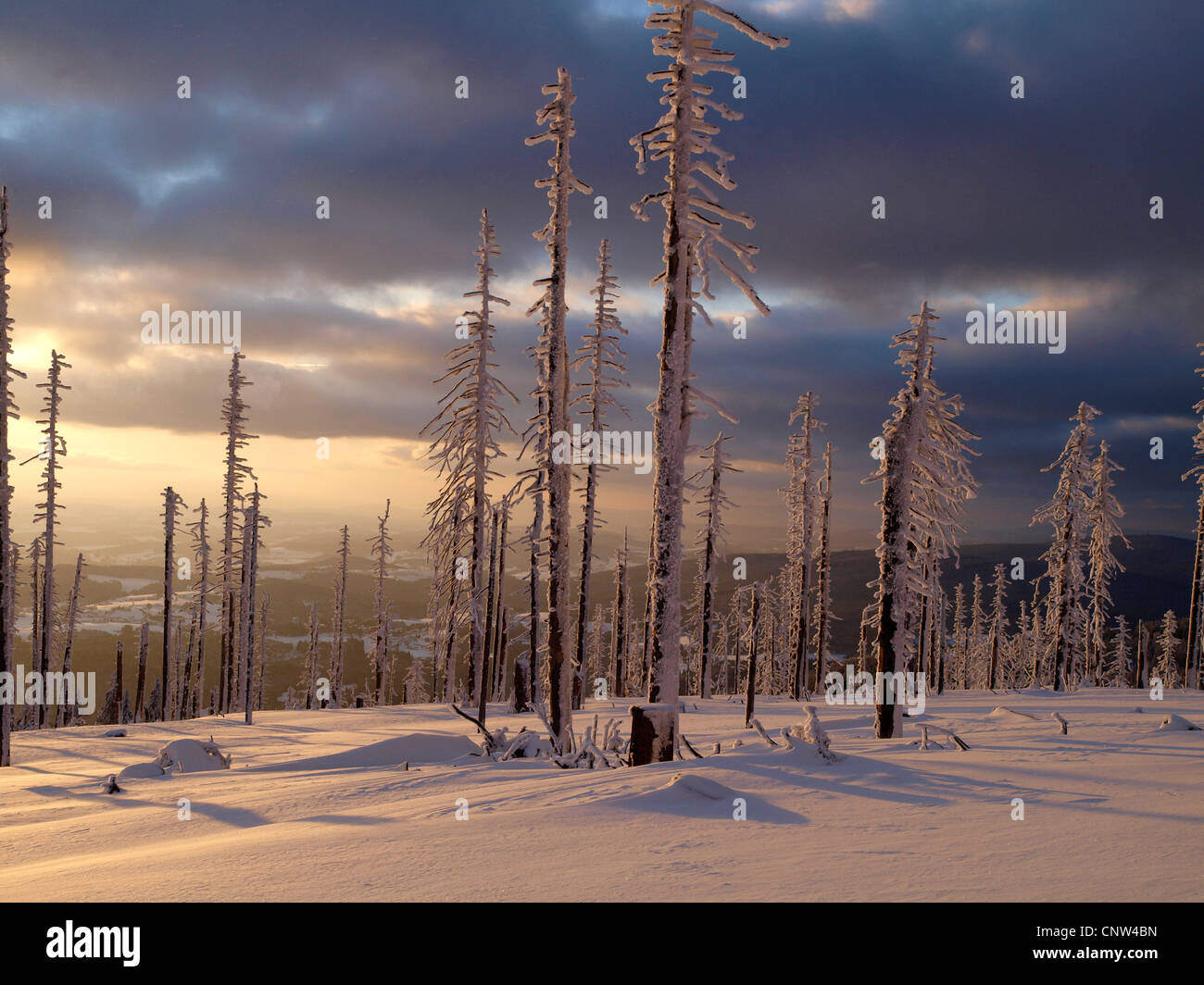 Norway spruce (Picea abies), trees died by bark beetle, winter ...