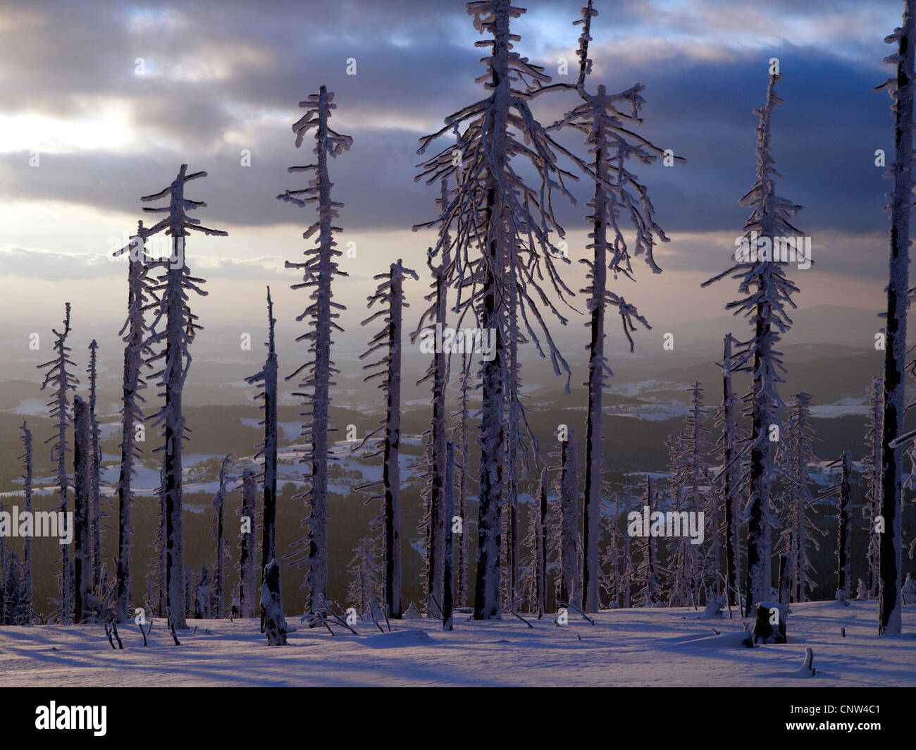 Snowbound Picea Abies Trees High Resolution Stock Photography and Images - Alamy