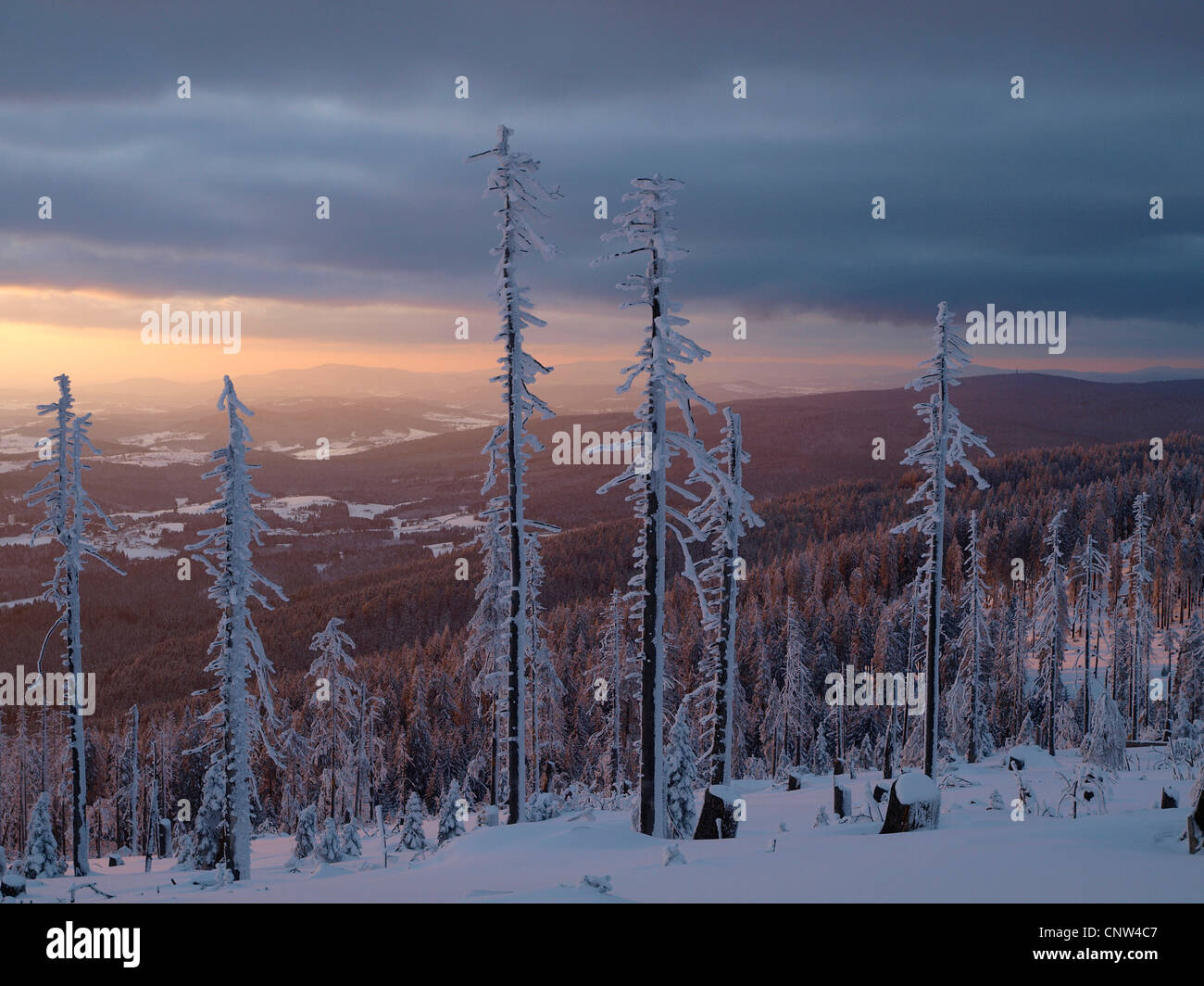 Norway spruce (Picea abies), trees died by bark beetle, winter ...