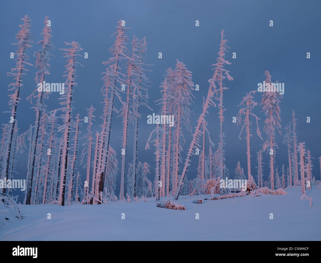 Norway spruce (Picea abies), trees died by bark beetle, winter ...