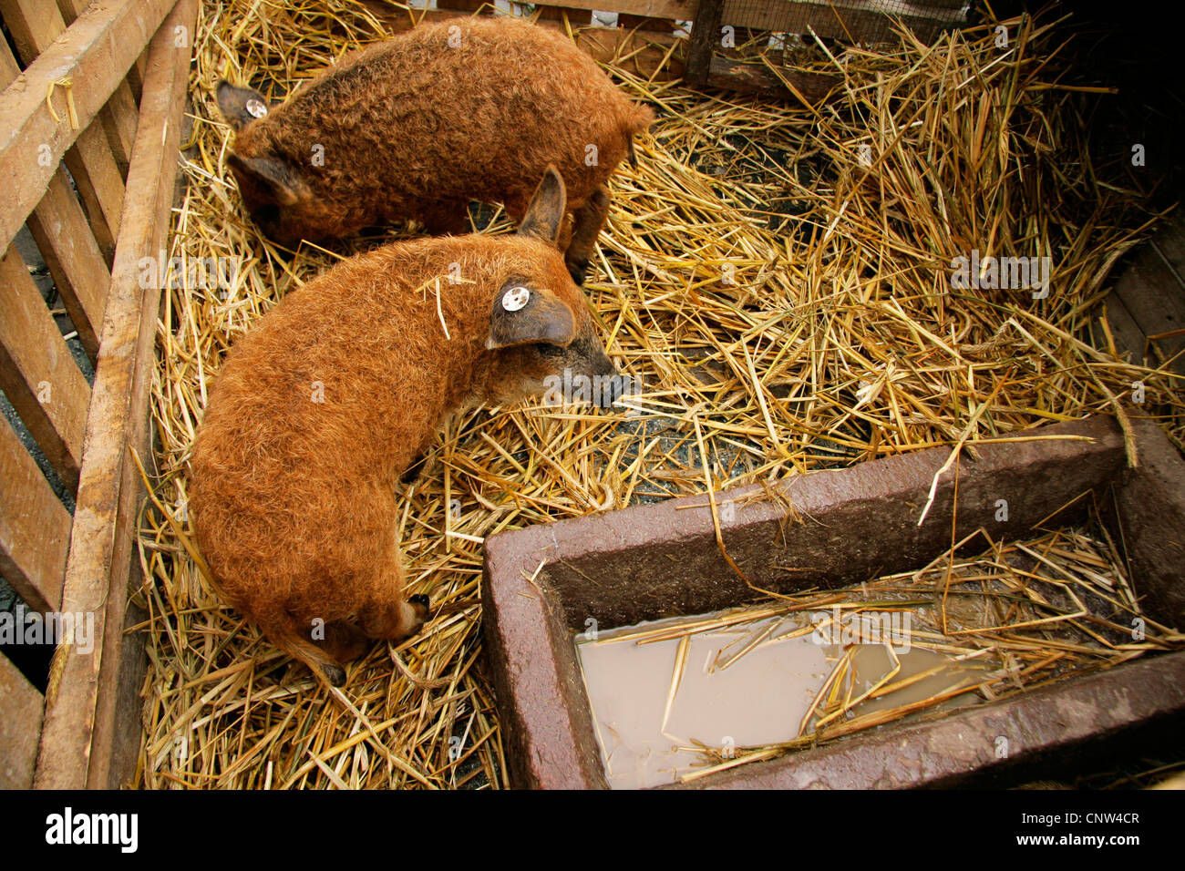 Wooly Pig (Sus scrofa f. domestica), piglets at a market, Germany ...