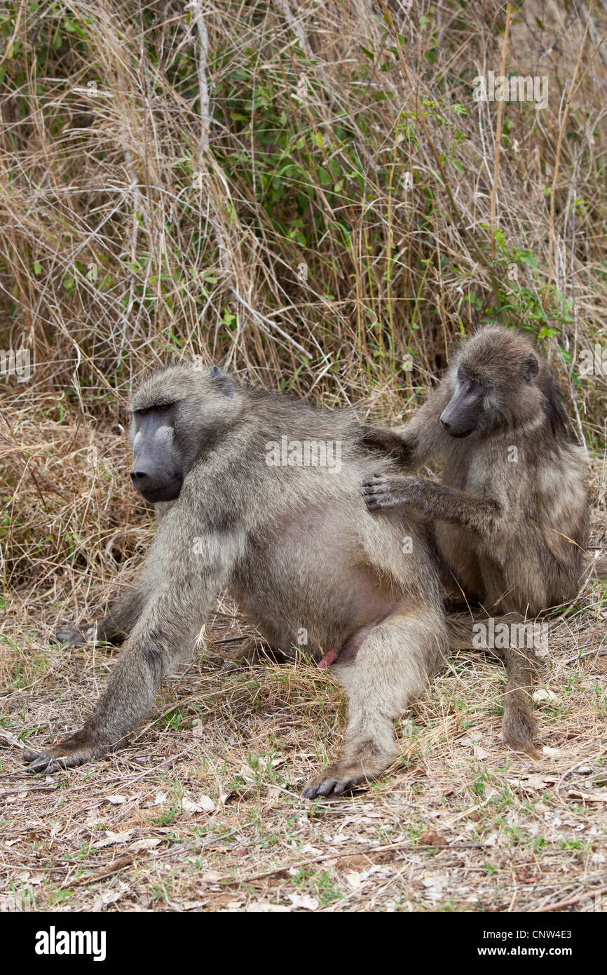 Two baboons grooming at Kruger national Park, South Africa Stock Photo ...