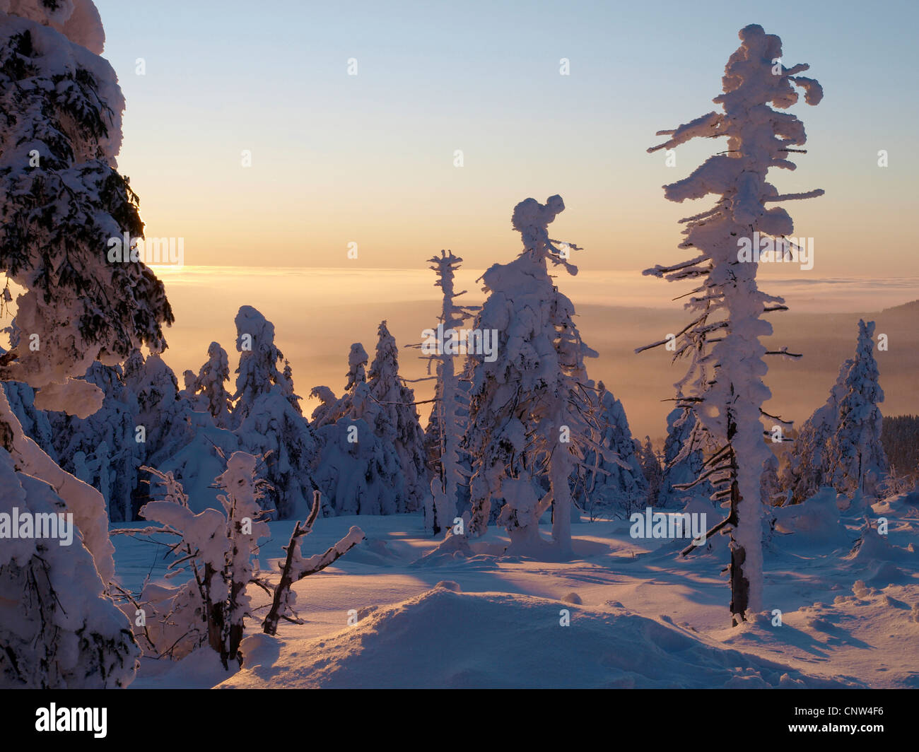 snow-covered light conifer forest in the light of the setting sun ...