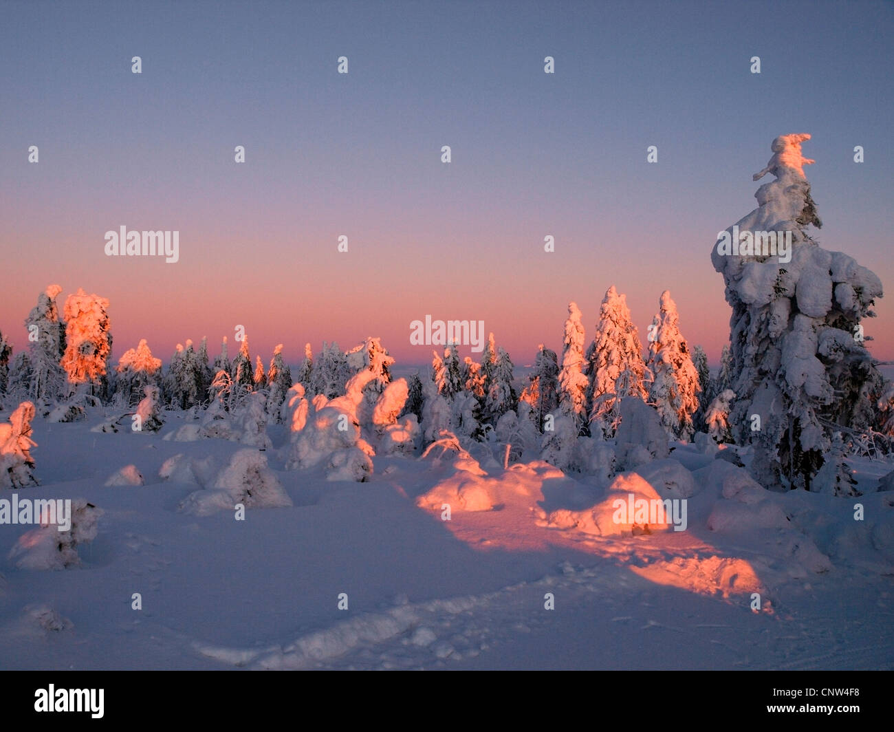 Conifer covered hi-res stock photography and images - Alamy
