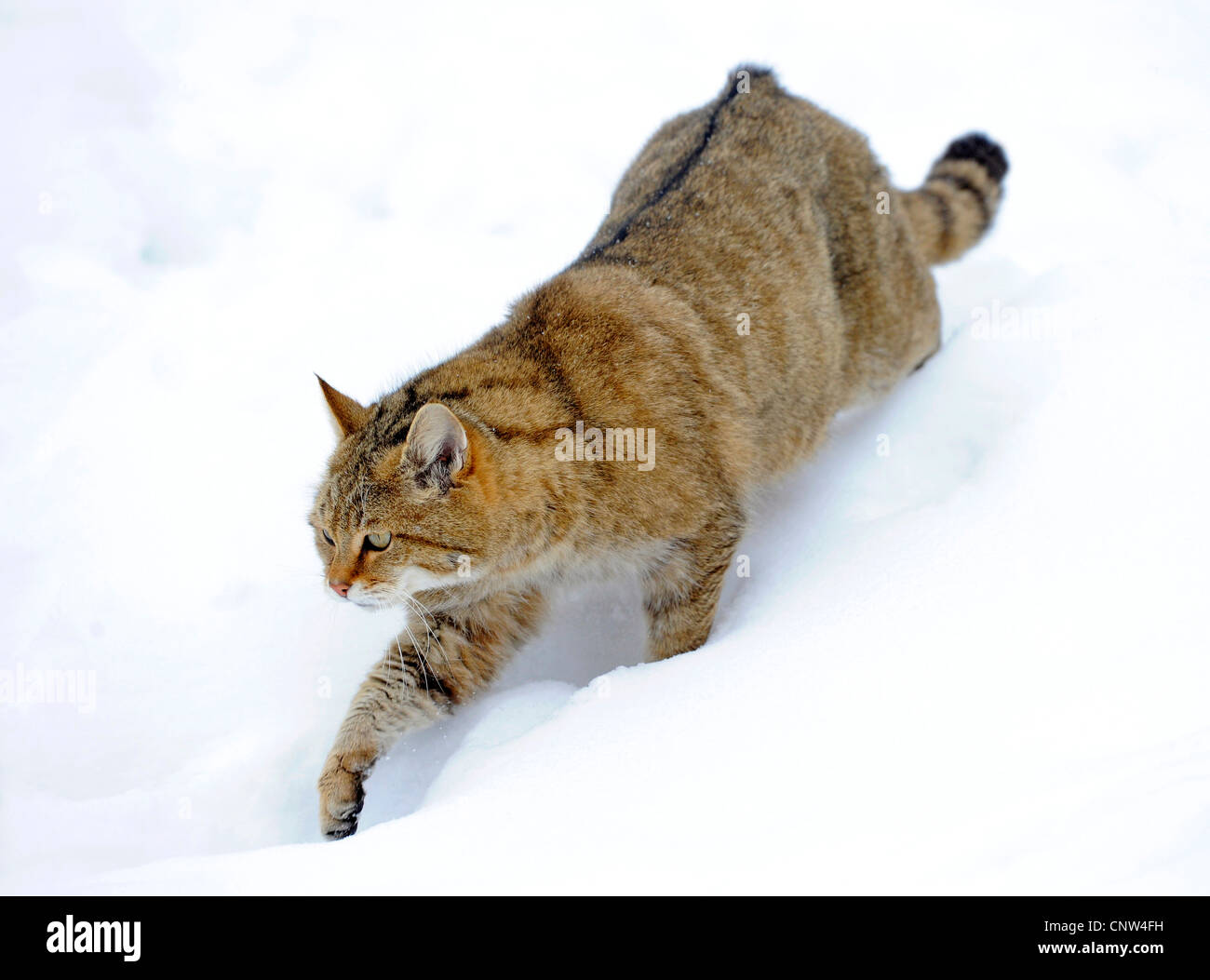 European wildcat, forest wildcat (Felis silvestris silvestris), walking ...