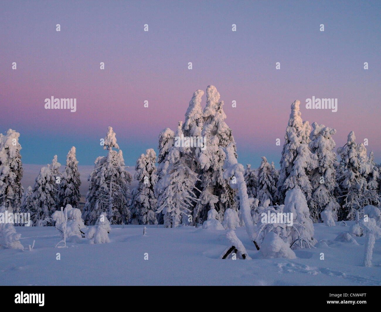 Conifer covered hi-res stock photography and images - Alamy