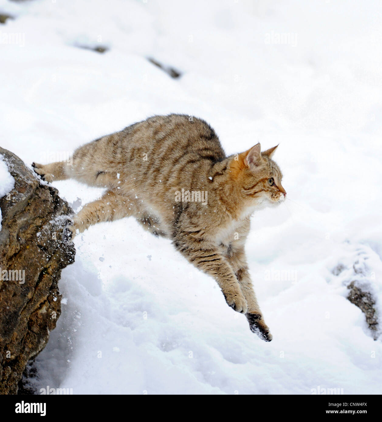 European wildcat, forest wildcat (Felis silvestris silvestris), in ...