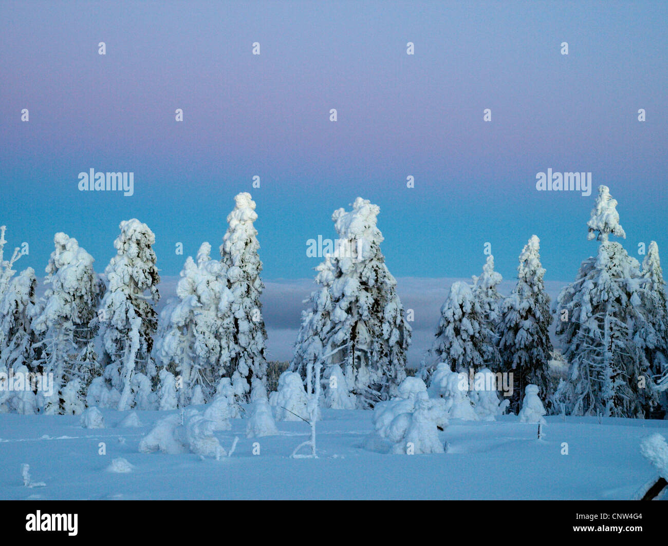 snow-covered light conifer forest in the light of the rising sun, Czech ...