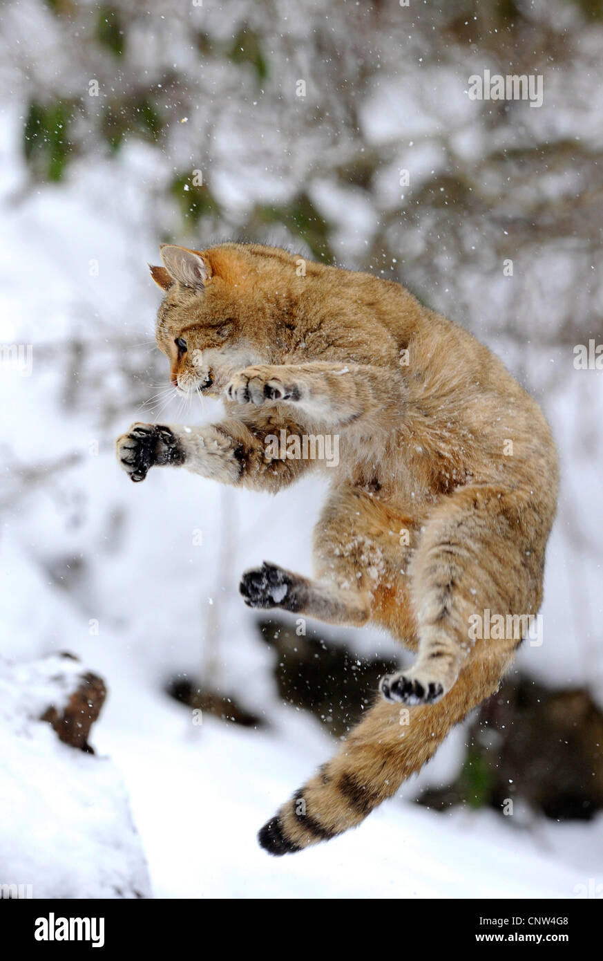 European wildcat, forest wildcat (Felis silvestris silvestris), jumping ...