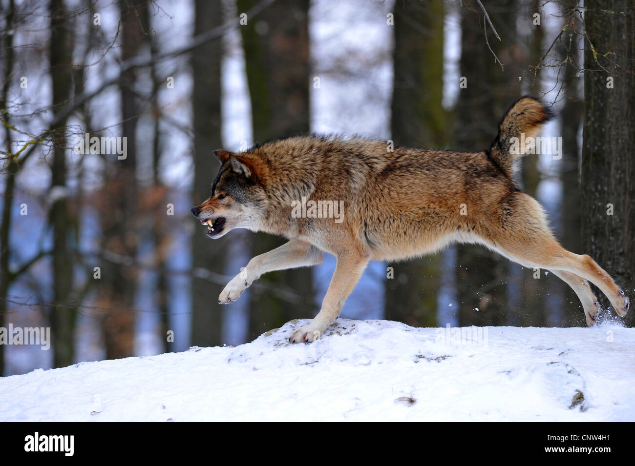 timber wolf (Canis lupus lycaon), snarling and threatening in the snow ...