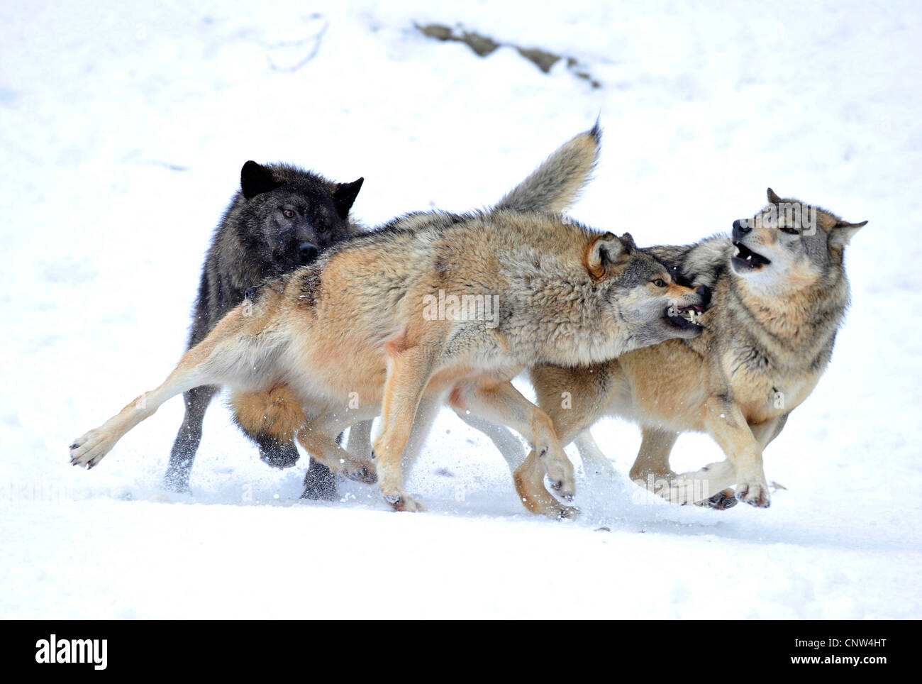 Three wolves in winter hi-res stock photography and images - Alamy