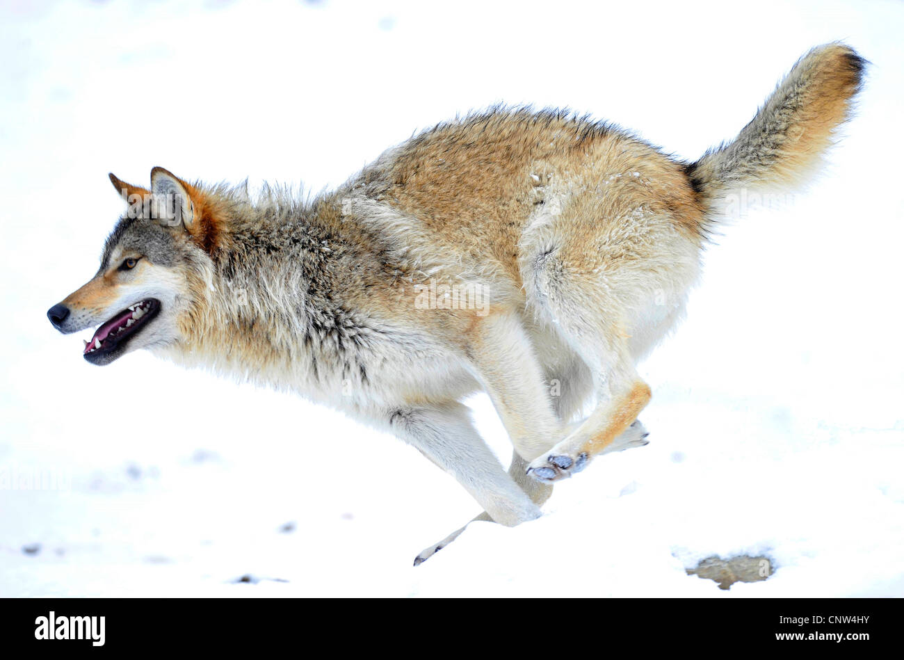 Timber wolf running hi-res stock photography and images - Alamy