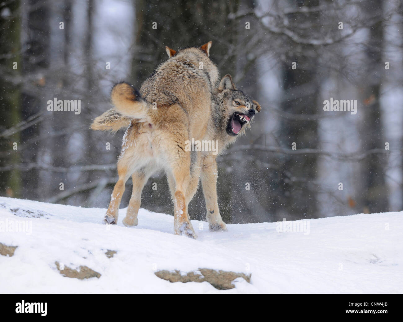 timber wolf (Canis lupus lycaon), fighting individuals, Germany Stock ...