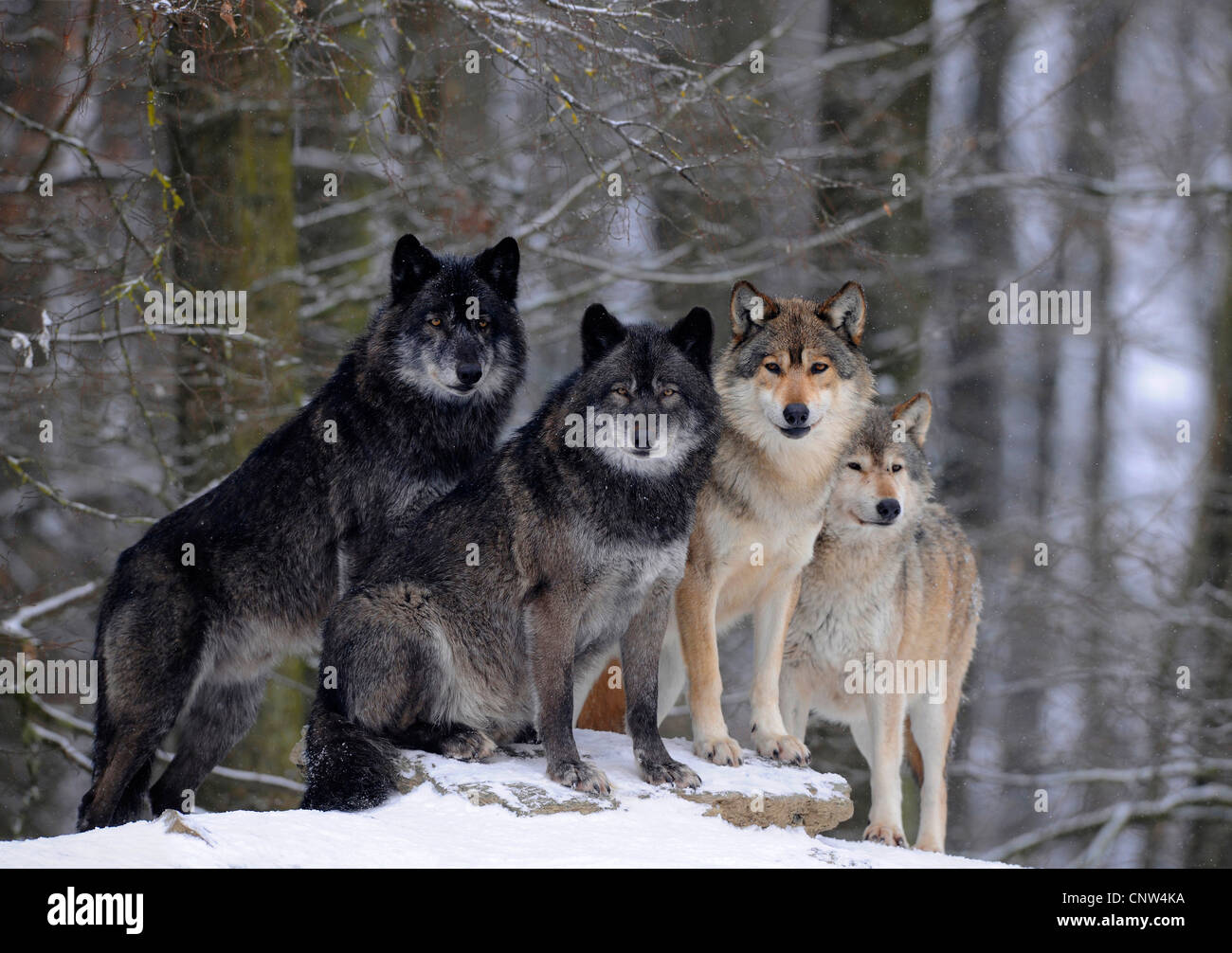 timber wolf (Canis lupus lycaon), two dark and two bright coloured ...