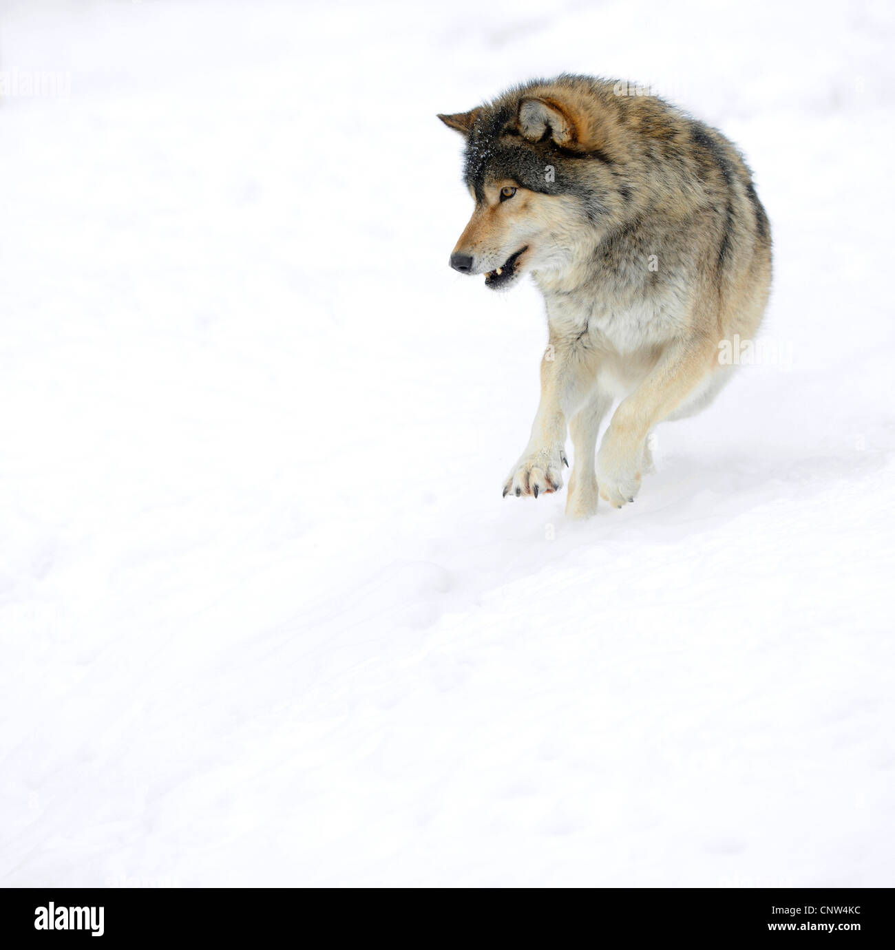 timber wolf (Canis lupus lycaon), running in the snow Stock Photo - Alamy